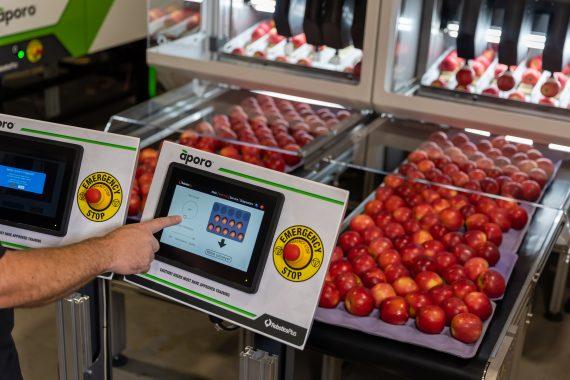 Fruit packing technology dramatically cuts packhouse labour needs ...